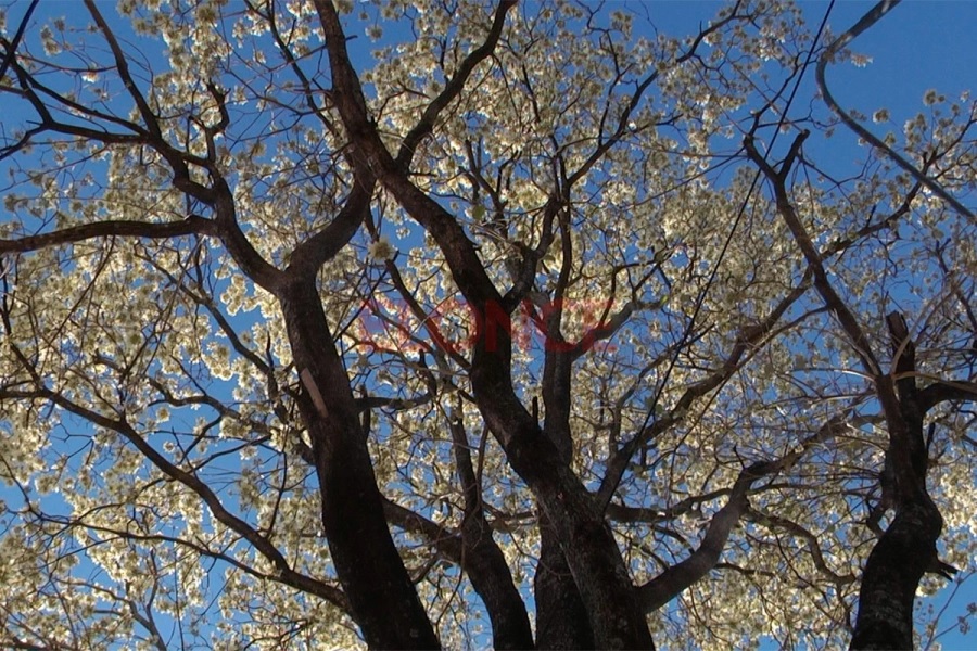 El lapacho florece y anuncia el final del invierno en Argentina ...